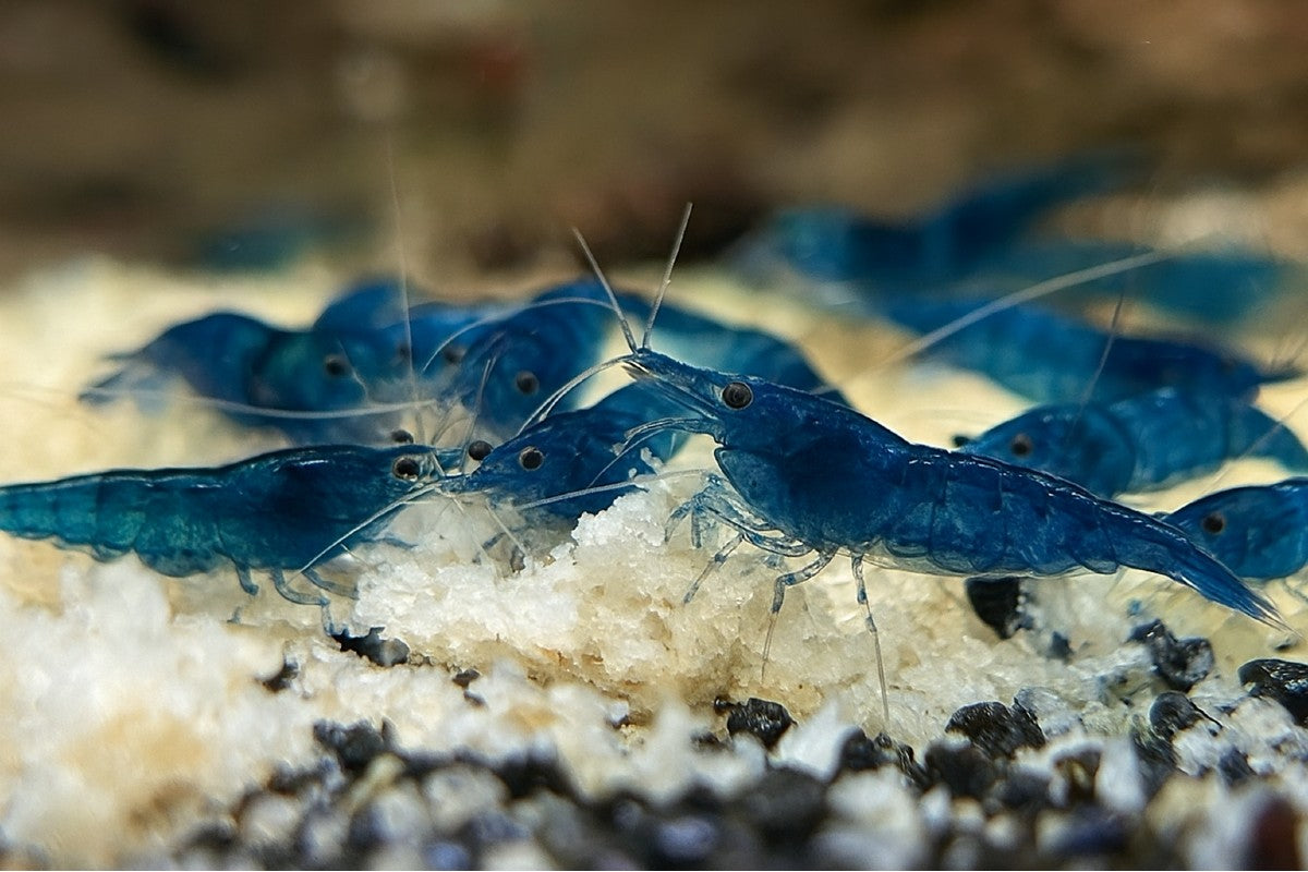 How to Feed Snowflake Pellets (Without Overdoing It) – ShrimpKeeper.co.uk