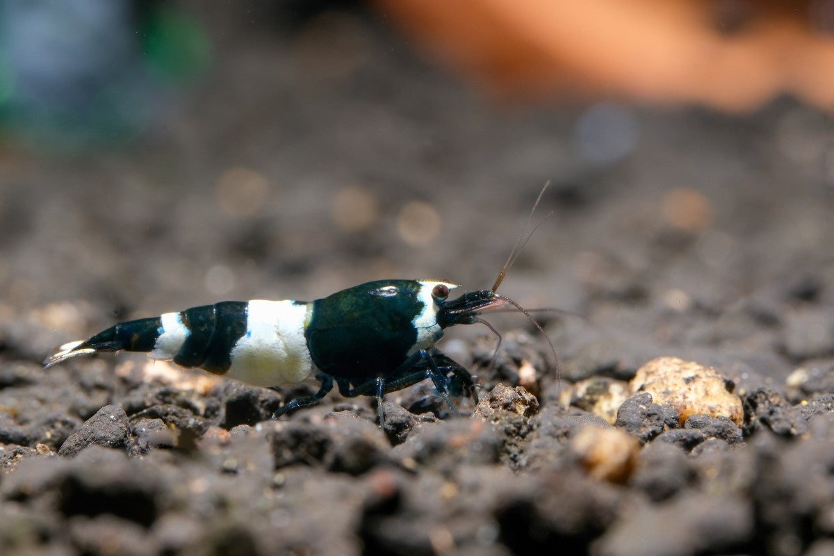 How to Create a Self-Sustaining Shrimp Tank – ShrimpKeeper.co.uk